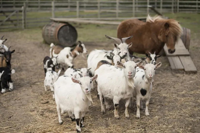 Barmston Farm Holiday Park - CamplinQ