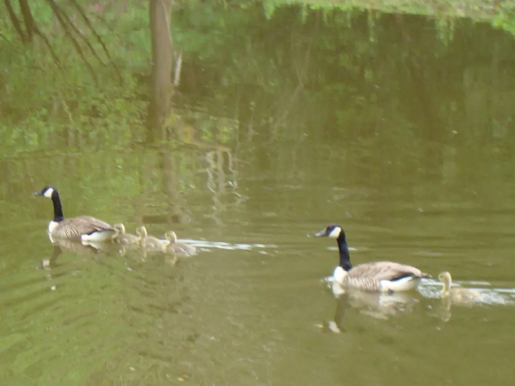 Lleweni Parc Certificated Location - CamplinQ