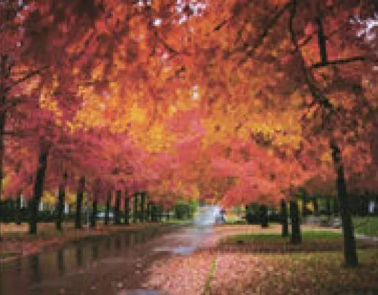 Hunnewell Lake Conservation Area - CamplinQ