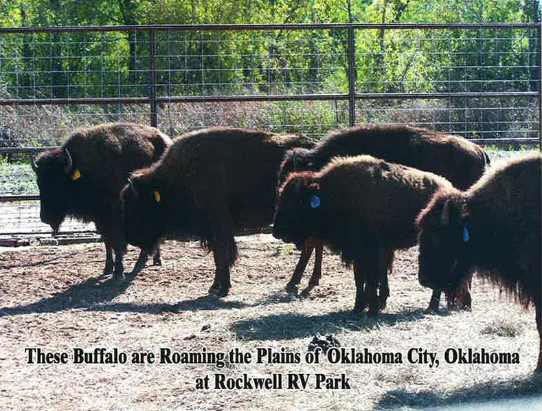 Rockwell RV Park - CamplinQ