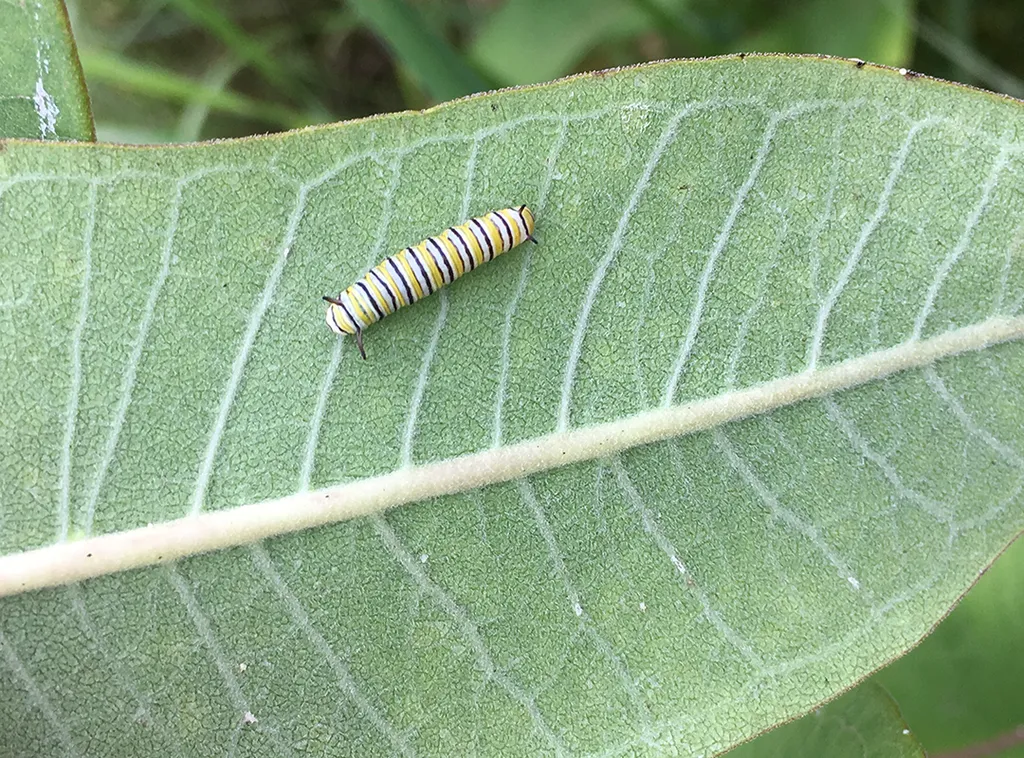 Spaulding Mountain Lean-to — Appalachian National Scenic Trail - CamplinQ