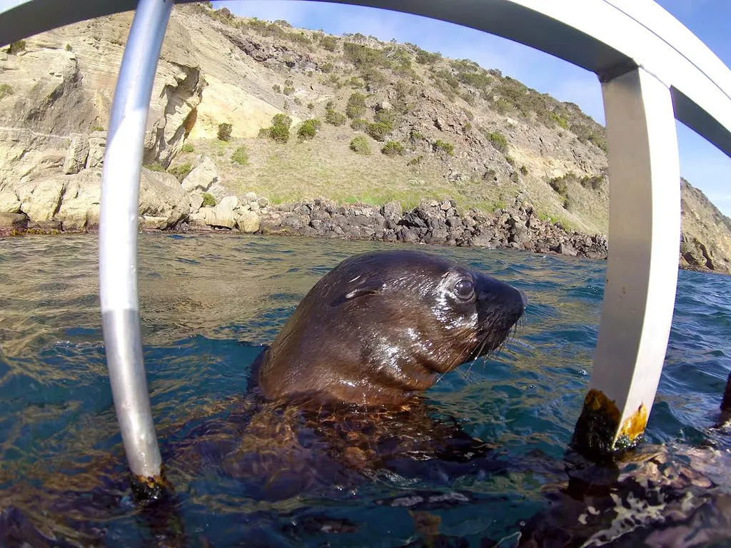 Cape Bridgewater Coastal Camp - CamplinQ