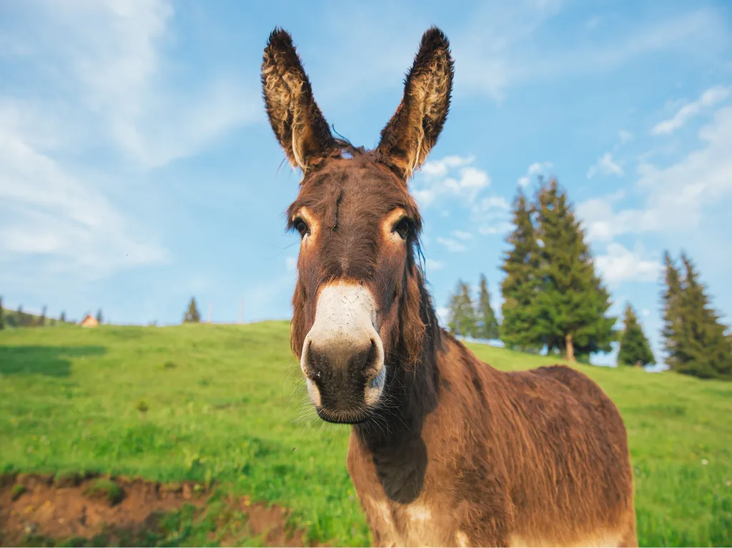 Forest Edge - CamplinQ